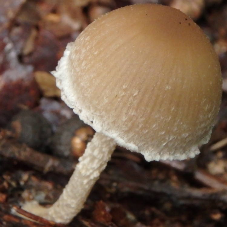Genus Psathyrella and Pluteus fo